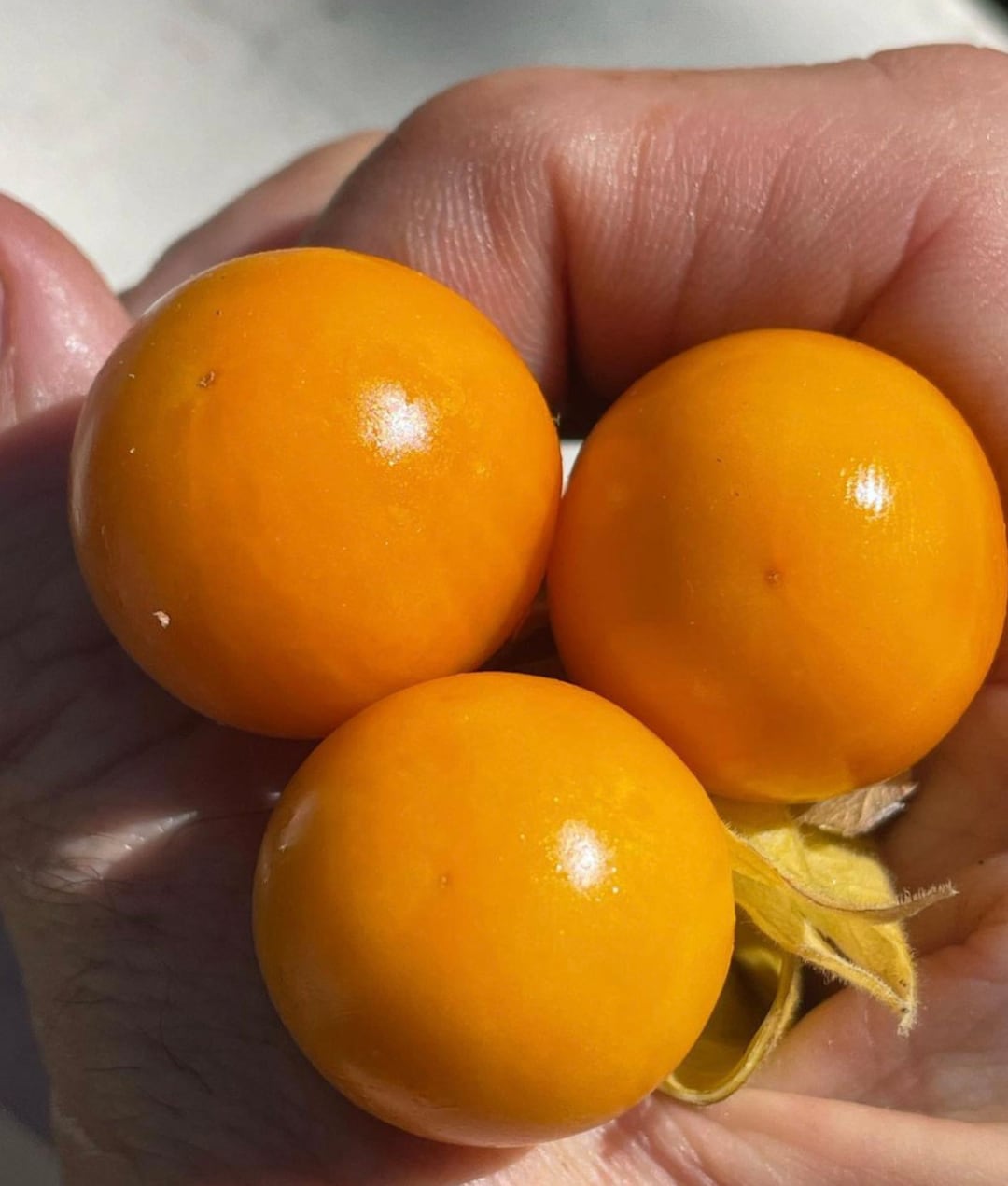 6 Cuttings of Goldenberry 'cherry': Physalis Peruviana. - Etsy