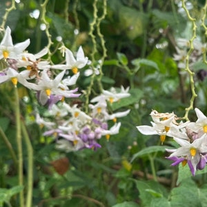 20 Seeds of Hardy Tamarillo, Solanum Corymbiflora. - Etsy