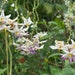 20 Seeds of Hardy Tamarillo, Solanum Corymbiflora. - Etsy