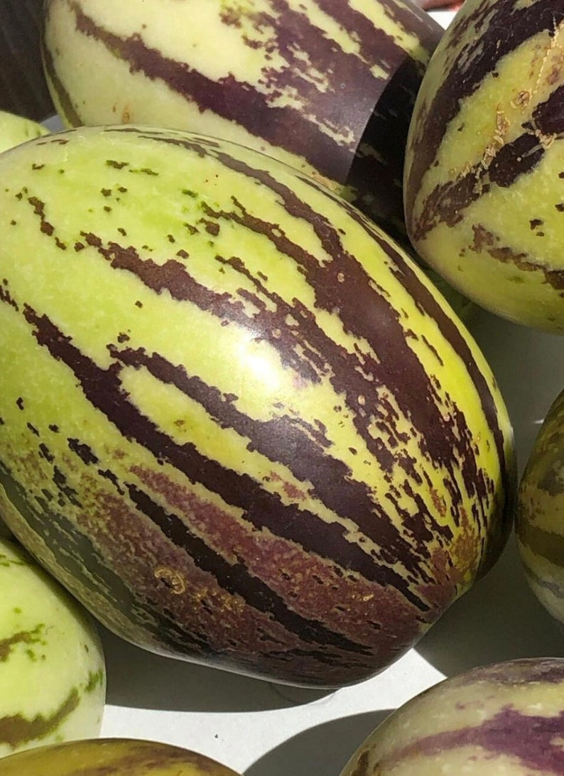 6 Cuttings of 'gold' Pepino Melon Solanum Muricatum. - Etsy