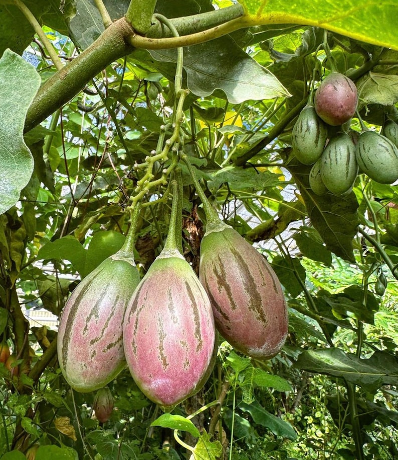 6 Cuttings of 'pear' Tamarillo, Tree Tomato -solanum Betaceum -purple ...