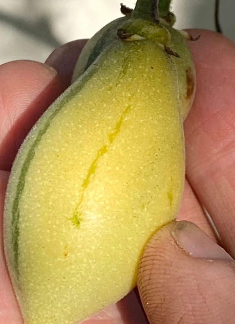 4 Cuttings of Hardy Tamarillo, Solanum Corymbiflora . - Etsy