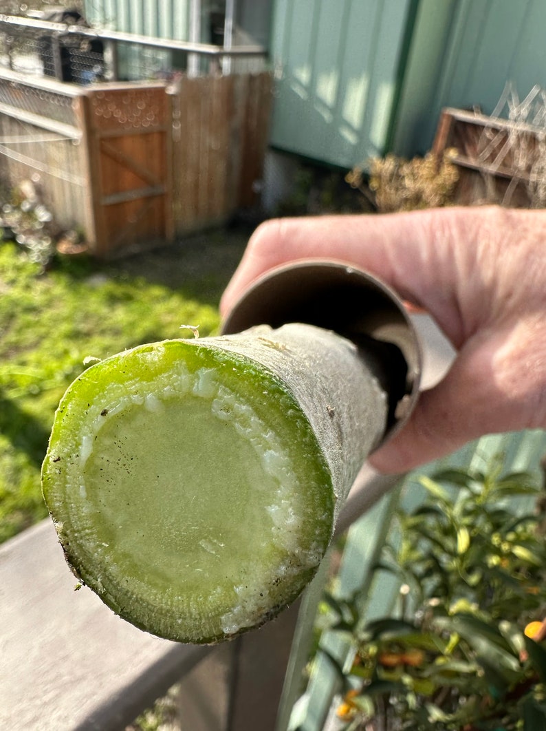 Rare Mountain Papaya Cuttings. Vasconcellea Pubescens Var. ‘jamie’. - Etsy