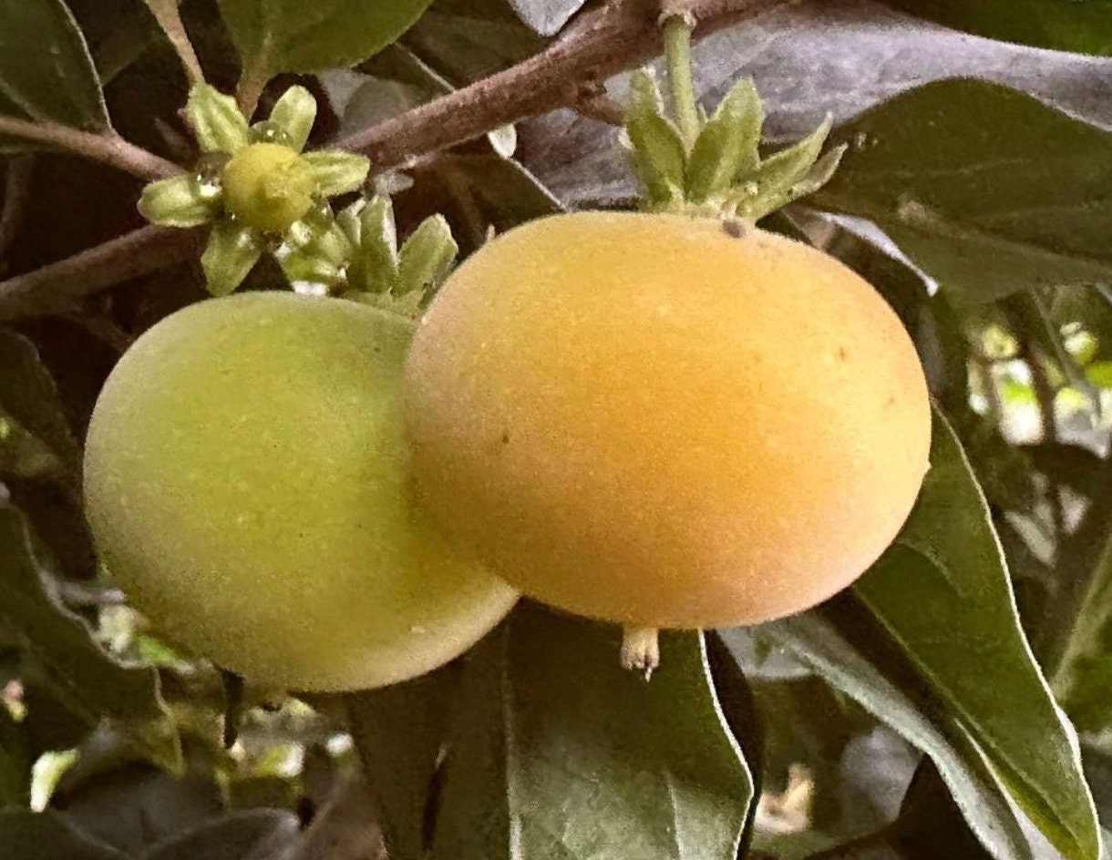 4 Cuttings of Tropical Apricot - Dovyalis Hebecarpa X D. Abyssinica. - Etsy