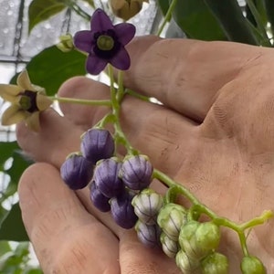 Rare Guava Tamarillo, Cyphomandra Fragrans. 4 Fresh Cuttings - Etsy