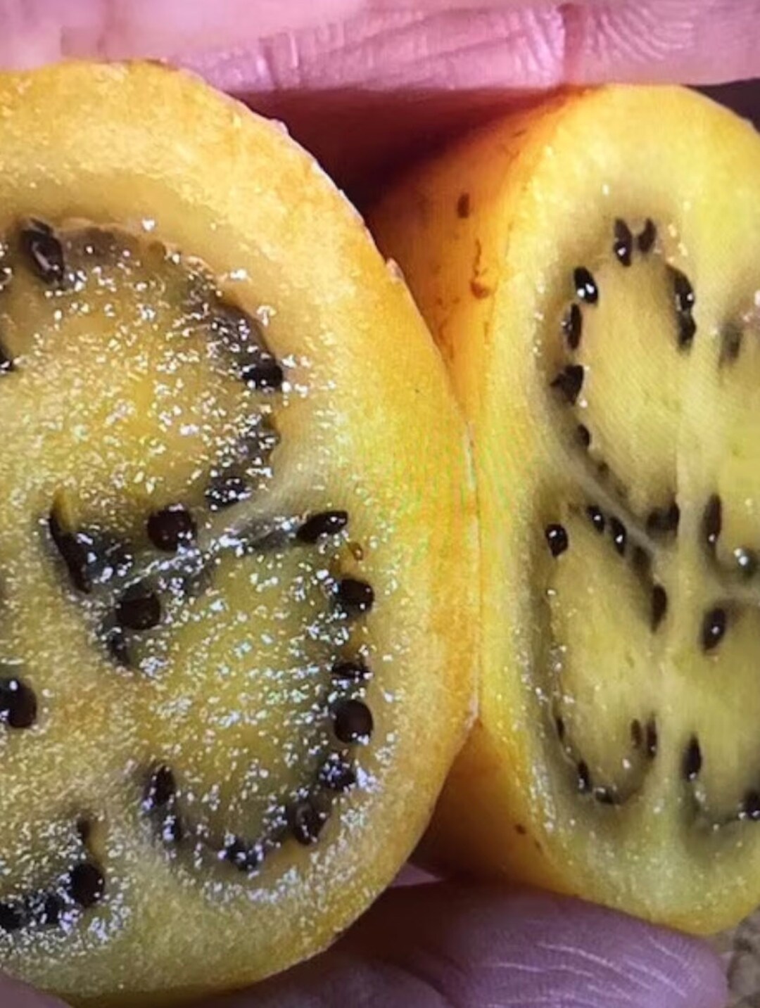 20 Super Rare and Tasty Brazilian Sunberry Seeds. Solanum Oocorum. - Etsy