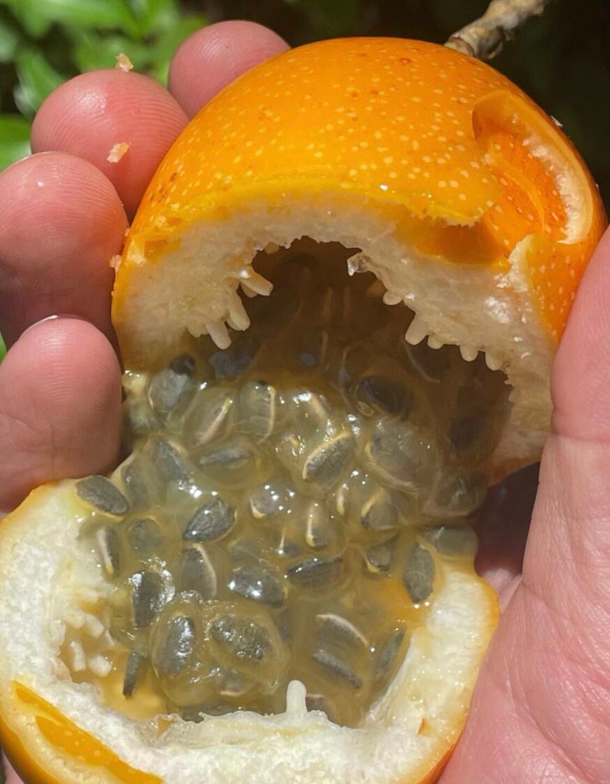 4 Cuttings of Passiflora Ligularis, Sweet Granadilla. - Etsy