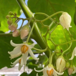 20 Seeds of the Rare Tamarillo Variety 'camo'. Tree Tomato. - Etsy