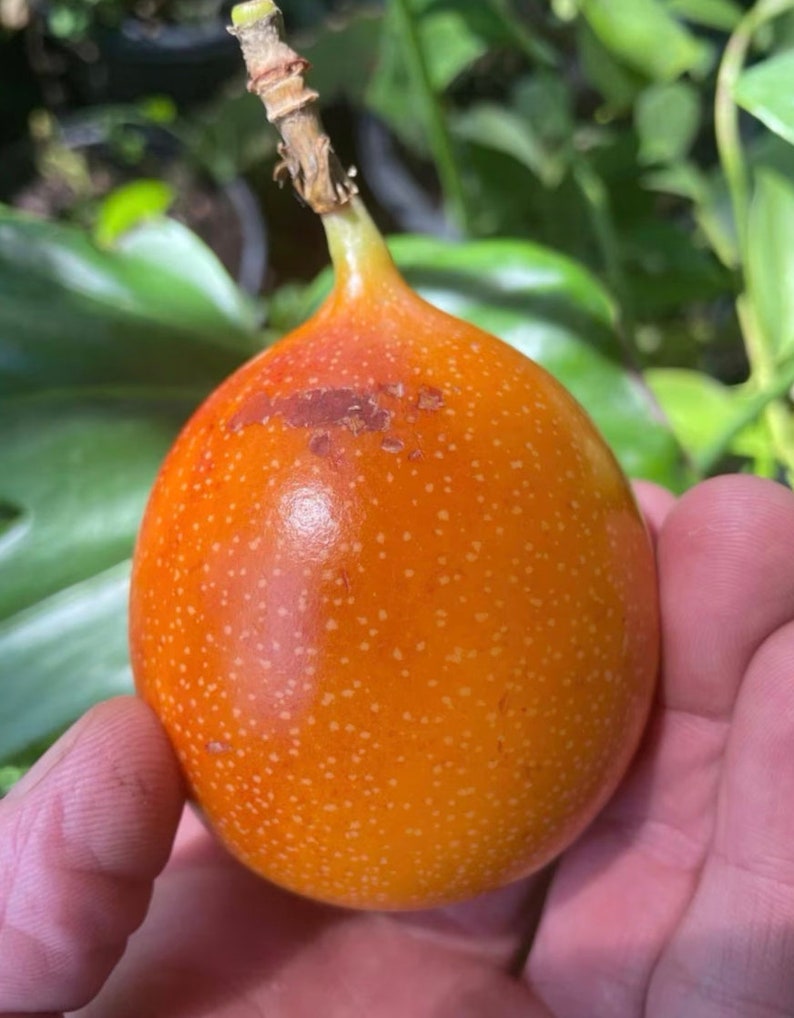 4 Cuttings of Passiflora Ligularis, Sweet Granadilla. - Etsy