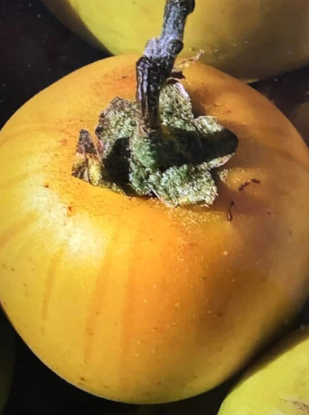 6 Cuttings of RARE Brazilian Sunberry - Solanum Oocorum , for Rooting ...