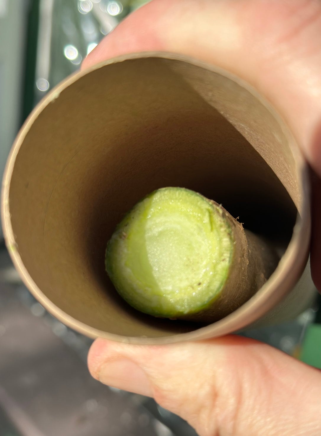 Rare Mountain Papaya Cuttings. Vasconcellea Pubescens Var. ‘jamie’. - Etsy
