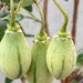 20 Seeds of Hardy Tamarillo, Solanum Corymbiflora. - Etsy