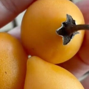 Super Rare Solanum Unilobum. Peruvian Tamarillo. 4 Cuttings. - Etsy