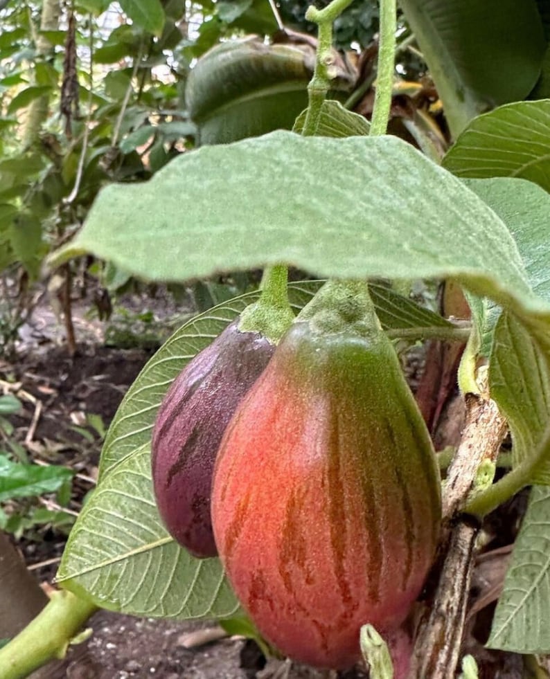 6 Cuttings of 'pear' Tamarillo, Tree Tomato -solanum Betaceum -purple ...