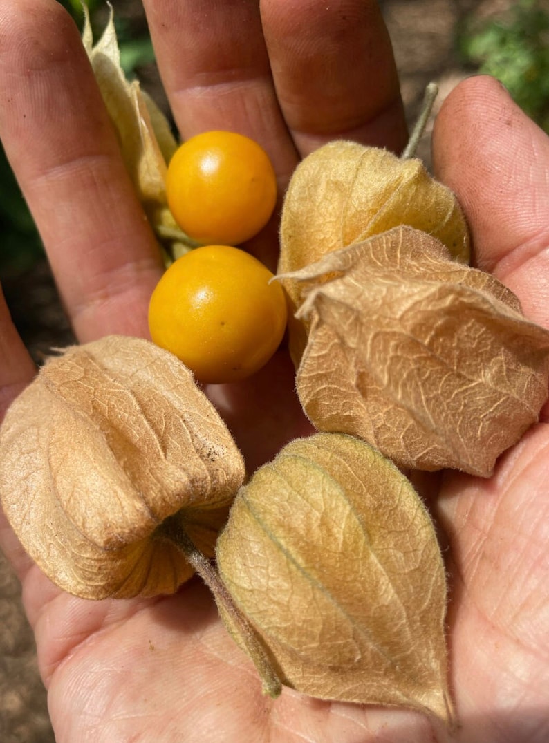 6 Cuttings of Goldenberry 'strawberry' Physalis Peruviana. - Etsy