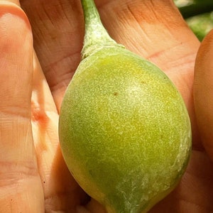 Super Rare Solanum Unilobum. Peruvian Tamarillo. 4 Cuttings. - Etsy