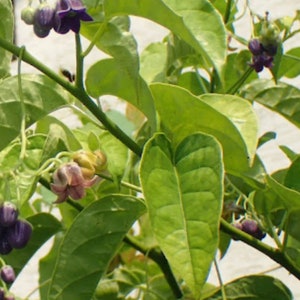 Rare Guava Tamarillo, Cyphomandra Fragrans. 4 Fresh Cuttings - Etsy