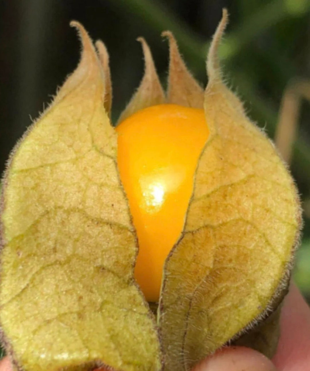 6 Fresh Cuttings of Goldenberry 'pineapple'. Physalis Peruviana. - Etsy