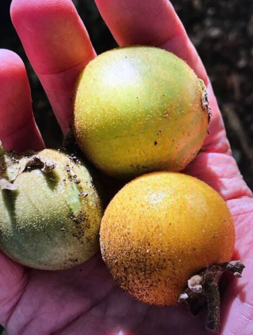 6 Cuttings of RARE Brazilian Sunberry Solanum Oocorum , for Rooting ...