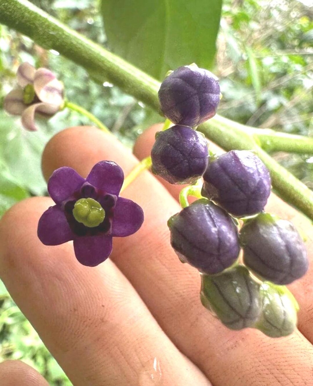 Rare Guava Tamarillo, Cyphomandra Fragrans. 4 Fresh Cuttings - Etsy