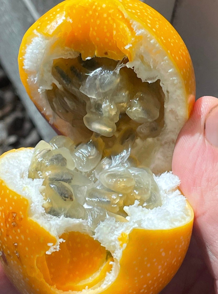 4 Cuttings of Passiflora Ligularis, Sweet Granadilla. - Etsy