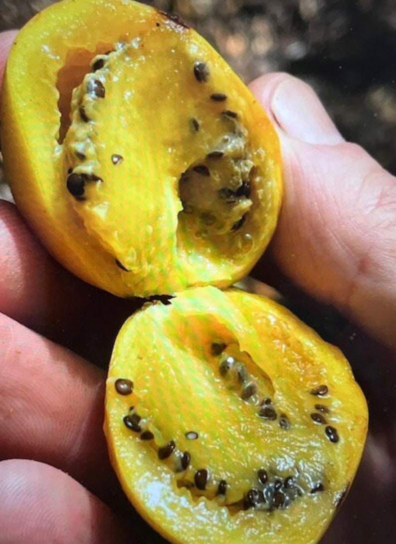 20 Super Rare and Tasty Brazilian Sunberry Seeds. Solanum Oocorum. - Etsy