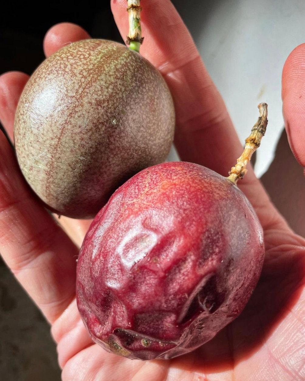 20 Seeds of Passiflora Edulis 'frederick' the Best - Etsy