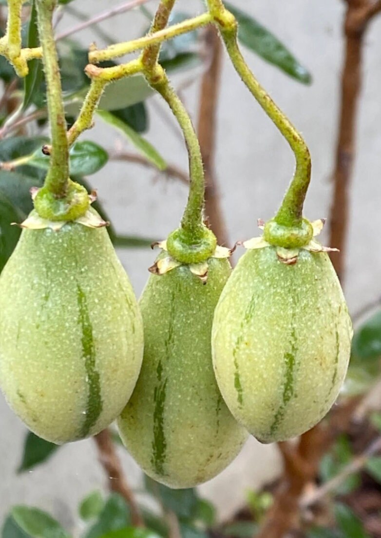 4 Cuttings of Hardy Tamarillo, Solanum Corymbiflora . - Etsy