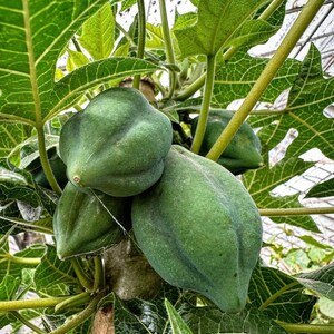 10 Seeds of Delicious, Cold Resistant Mountain Papaya 'jamie' Variety ...