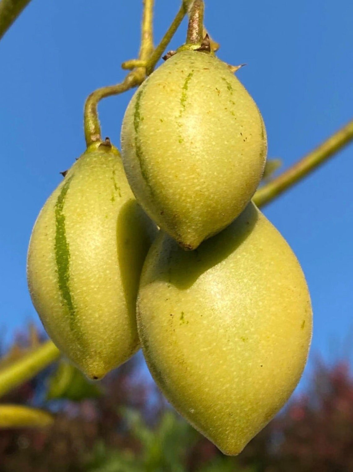 4 Cuttings of Hardy Tamarillo, Solanum Corymbiflora . - Etsy