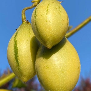 4 Cuttings of Hardy Tamarillo, Solanum Corymbiflora . - Etsy