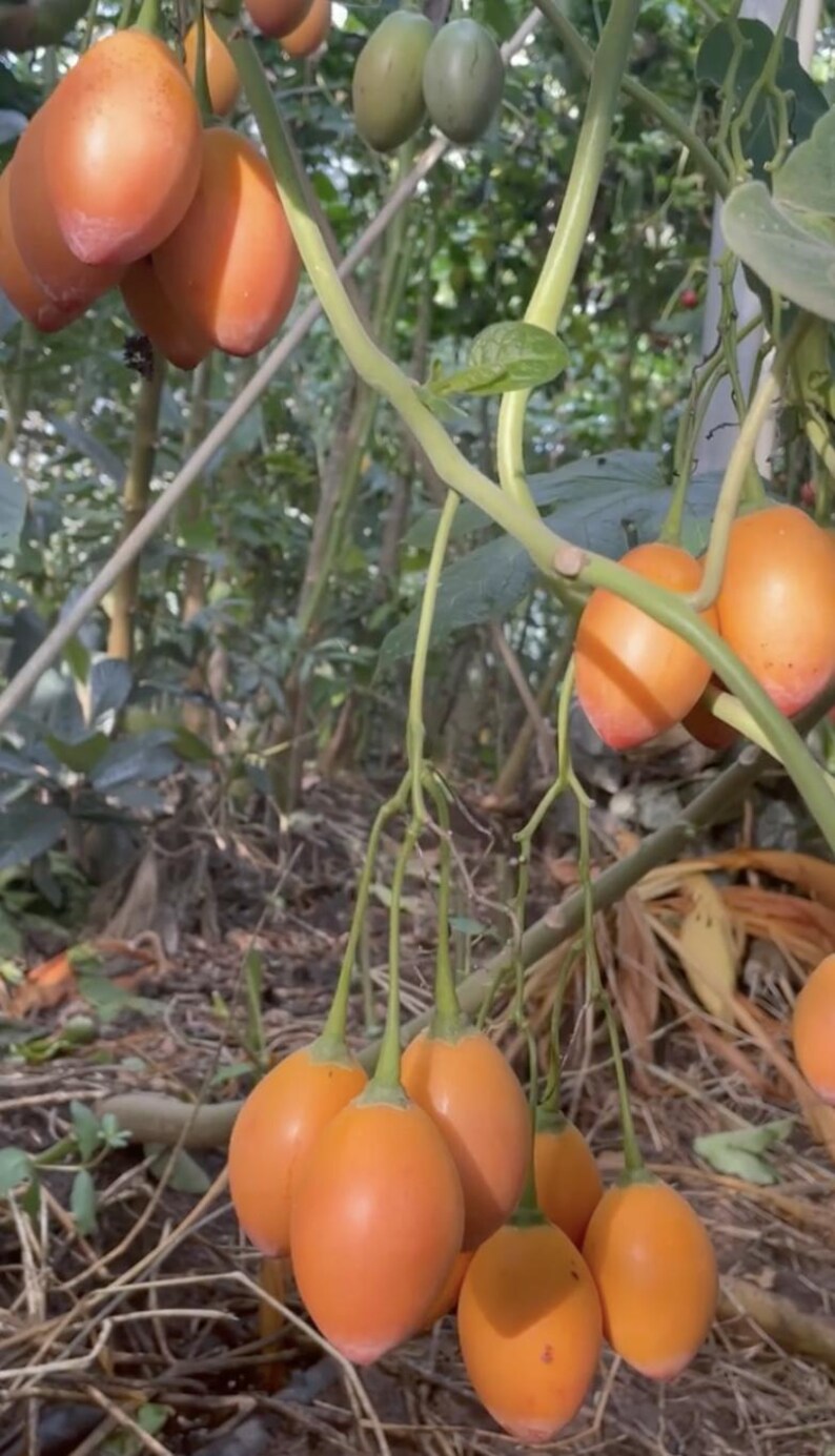 25 Seeds From 5 Varieties of Rare Tamarillo, Tree Tomato Collection. - Etsy