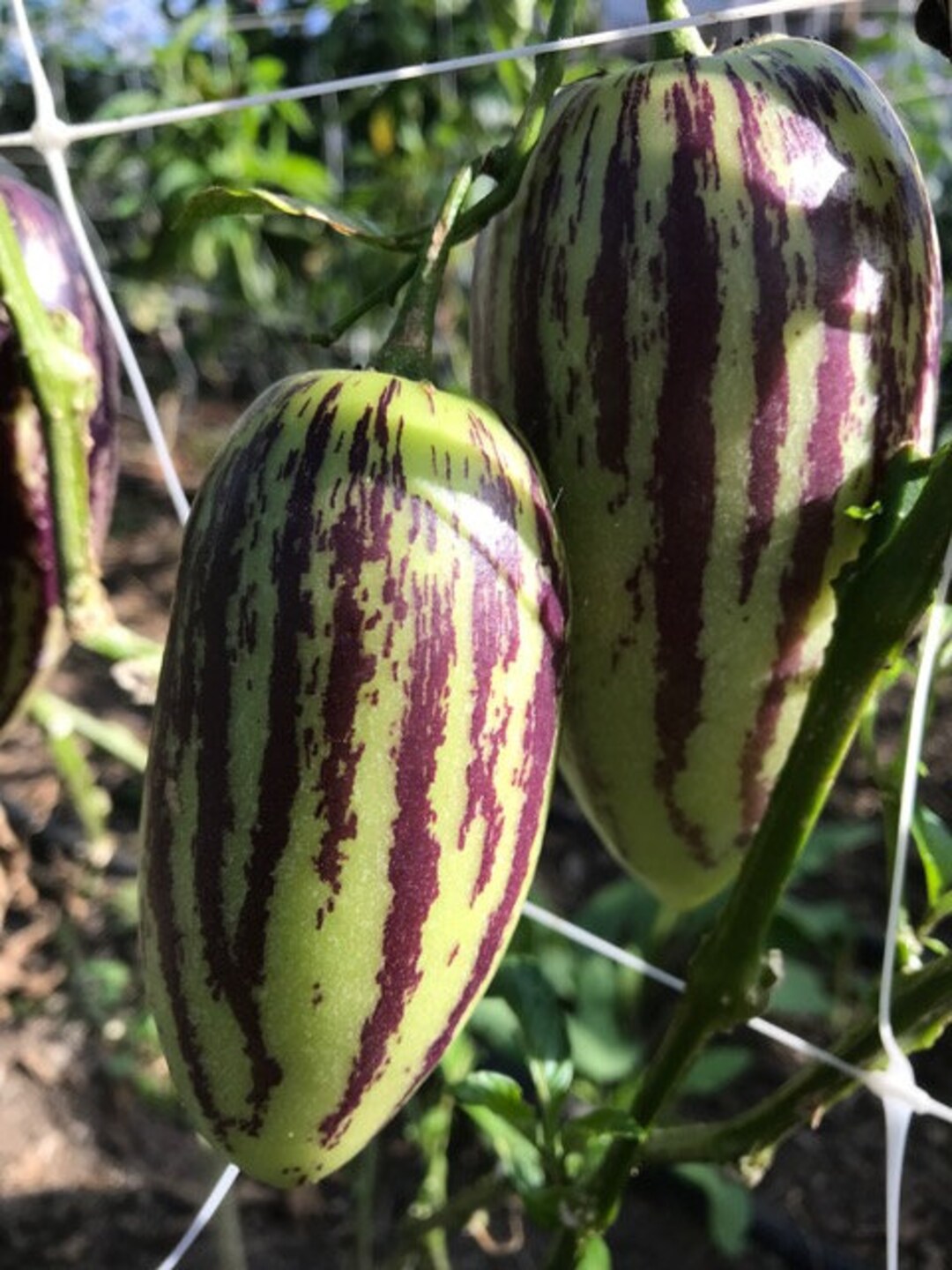6 Fresh Cuttings of Our Stripy 'zebra' Pepino Melon. - Etsy