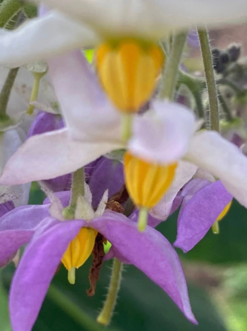 4 Cuttings of Hardy Tamarillo, Solanum Corymbiflora . - Etsy