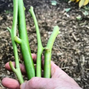 6 Cuttings of 'pear' Tamarillo, Tree Tomato -solanum Betaceum -purple ...