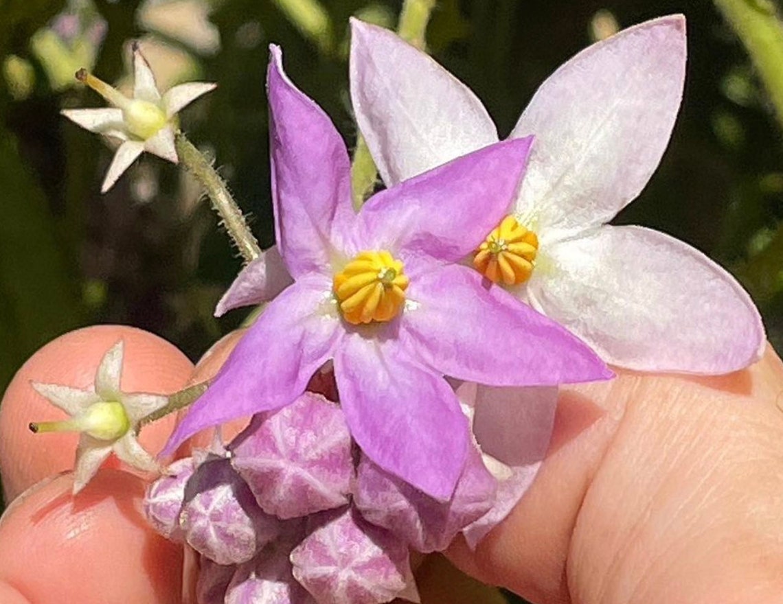 20 Seeds of Hardy Tamarillo, Solanum Corymbiflora. - Etsy