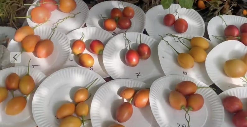 25 Seeds From 5 Varieties of Rare Tamarillo, Tree Tomato Collection. - Etsy
