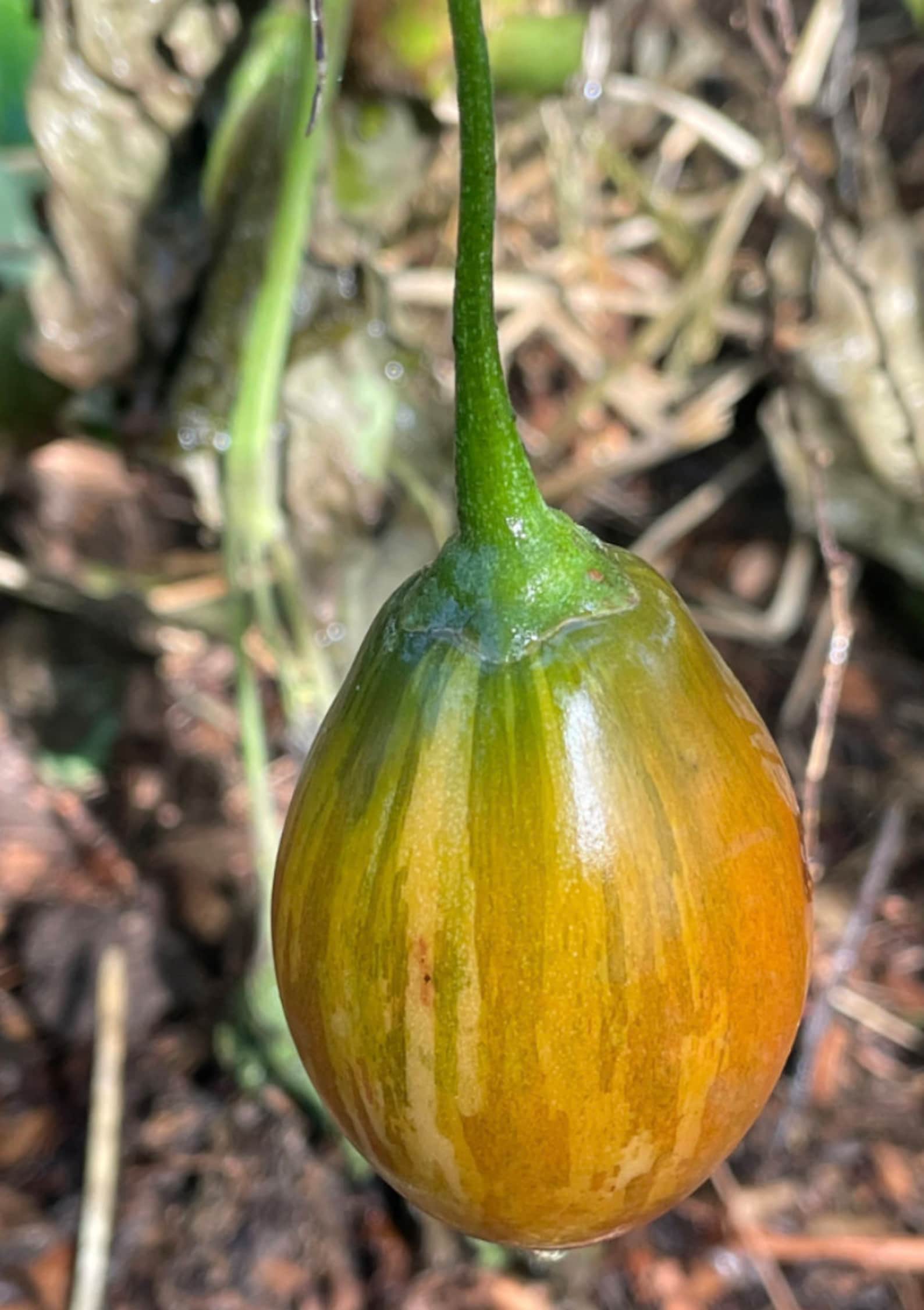 20 Seeds of the Rare Tamarillo Variety 'camo'. Tree Tomato. - Etsy