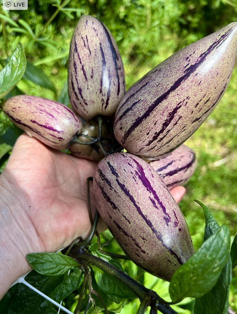 6 Cuttings of Pepino Melon , Variety 'purple Stripy' - Etsy