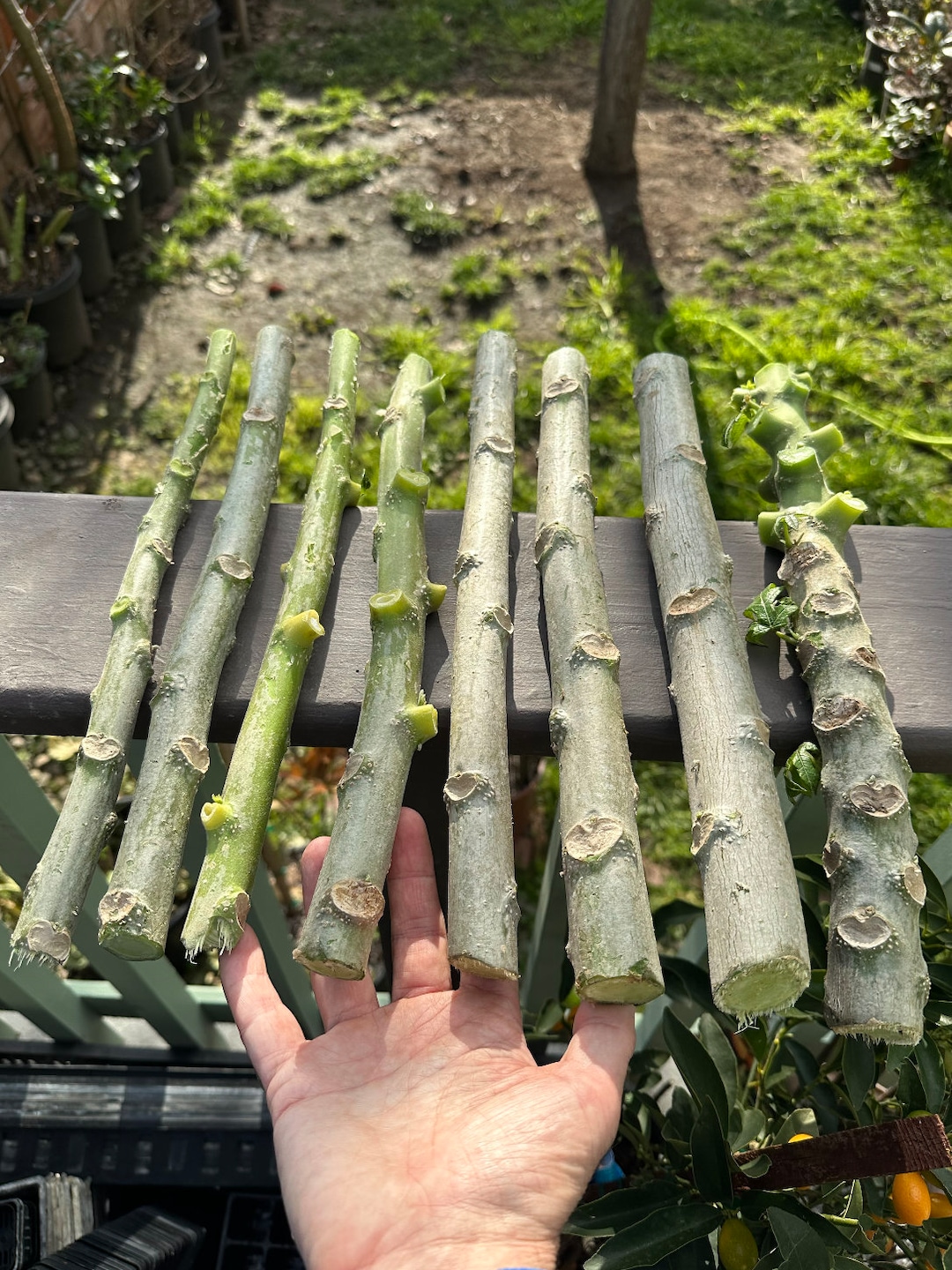 Rare Mountain Papaya Cuttings. Vasconcellea Pubescens Var. ‘jamie’. - Etsy