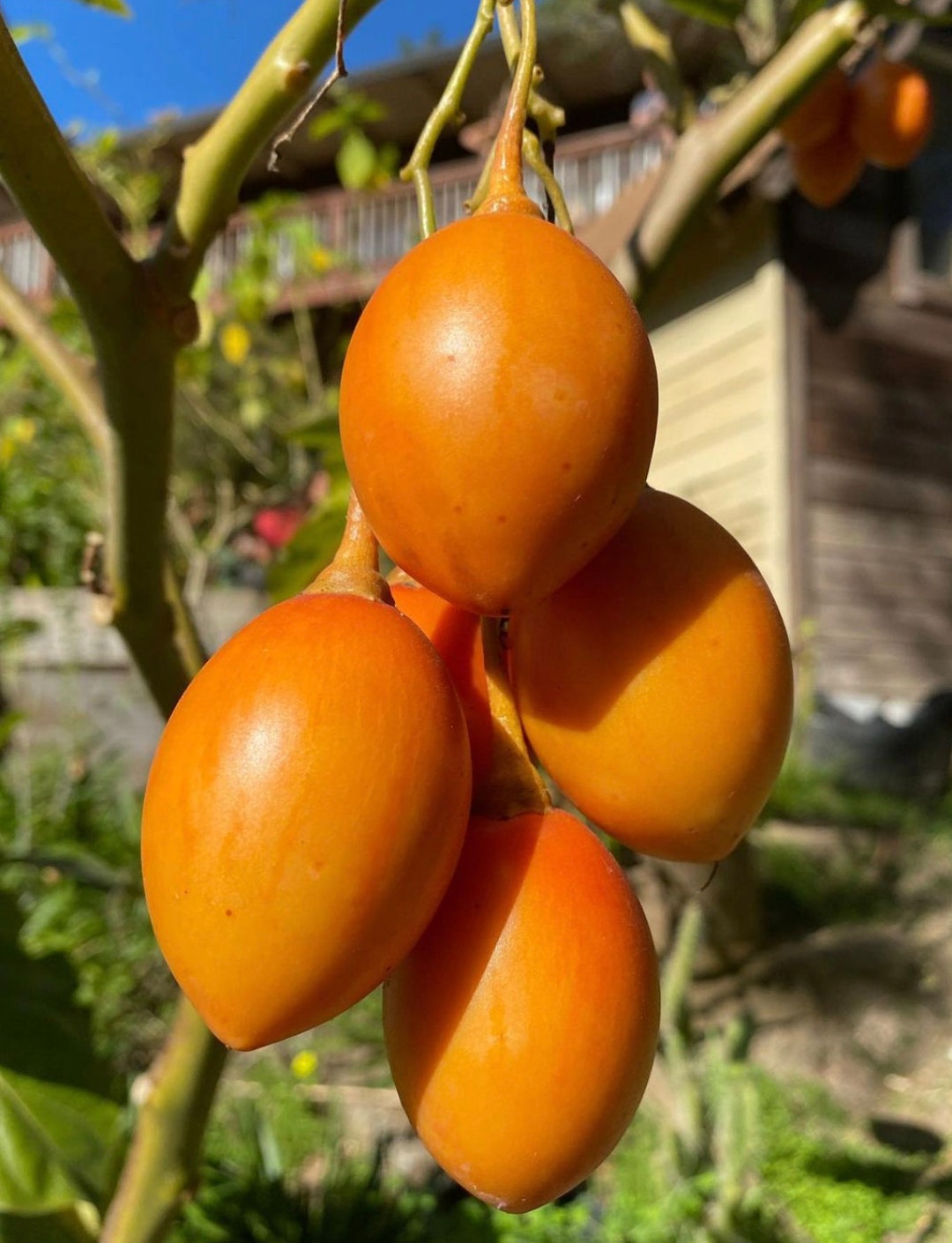 6 Fresh Cuttings of Orange Tree Tomato, Solanum Betaceum - Etsy