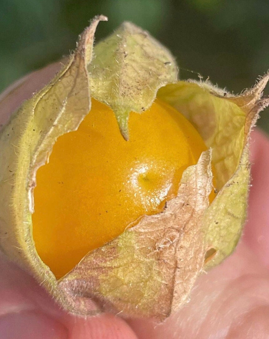 6 Cuttings of Goldenberry 'strawberry' Physalis Peruviana. - Etsy