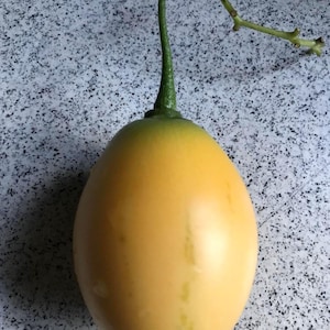 15 Seeds From Attractive Large Oval Yellow Tamarillo - Tree Tomato - Etsy