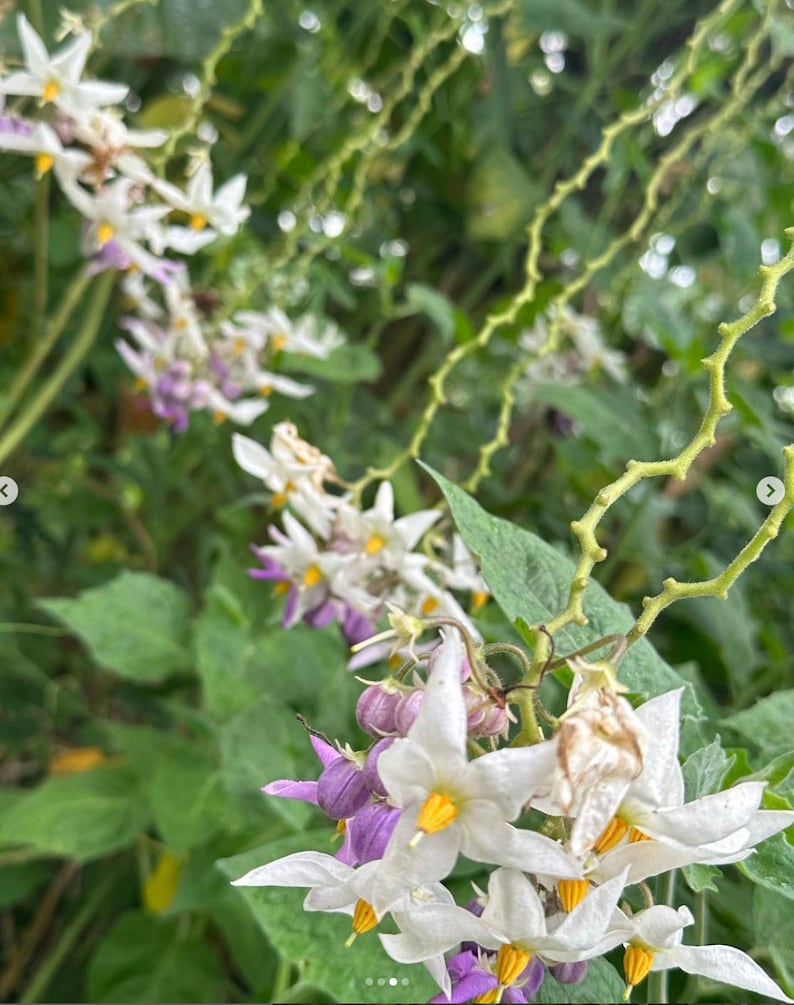 4 Cuttings of Hardy Tamarillo, Solanum Corymbiflora . - Etsy