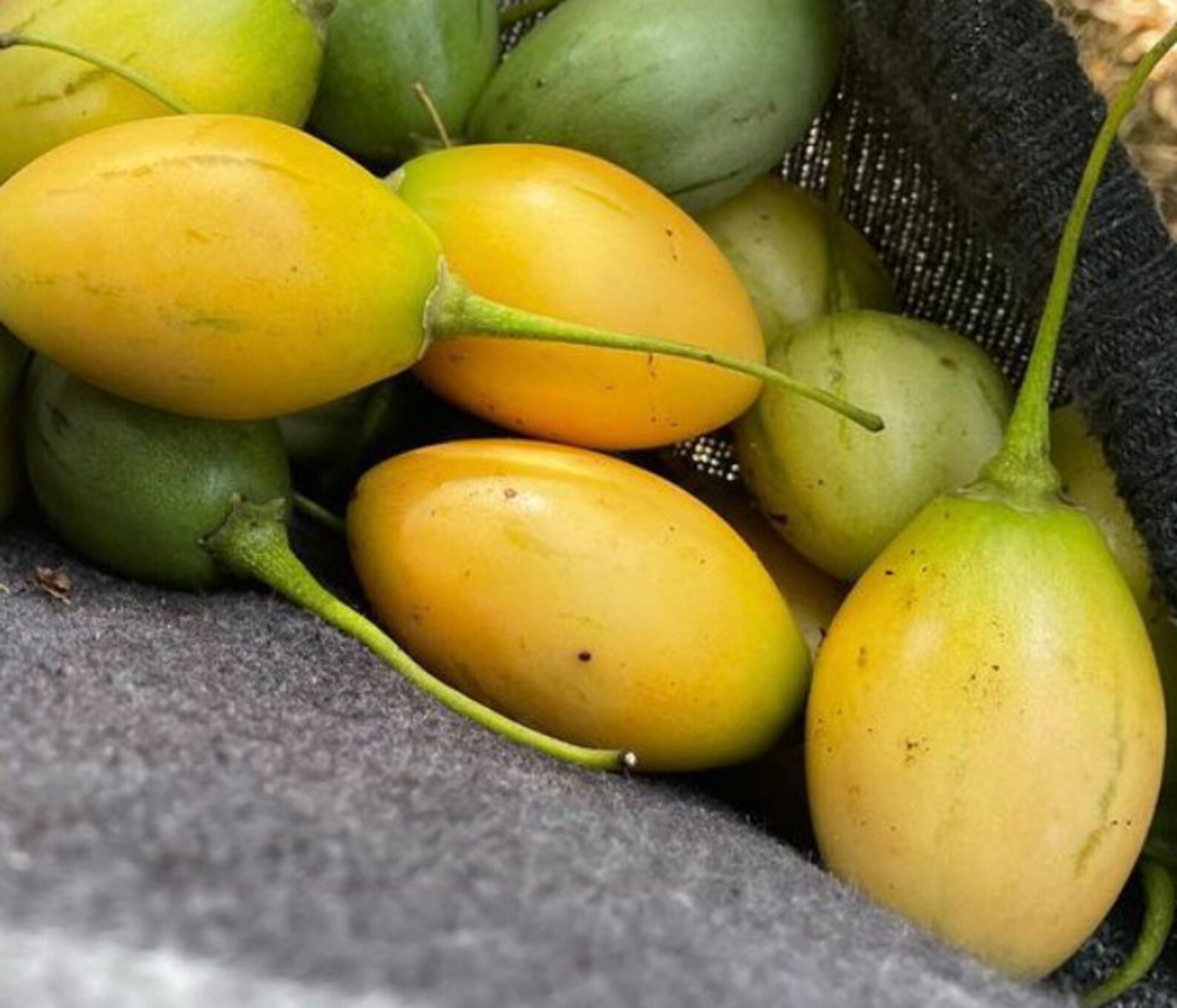 6 Yellow Tree Tomato Cuttings , Solanum Betaceum. - Etsy