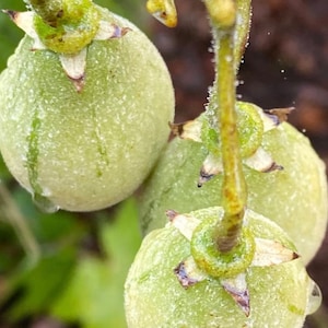 4 Cuttings of Hardy Tamarillo, Solanum Corymbiflora . - Etsy