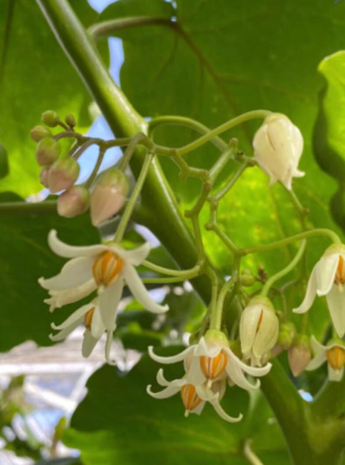 6 Yellow Tree Tomato Cuttings , Solanum Betaceum. - Etsy