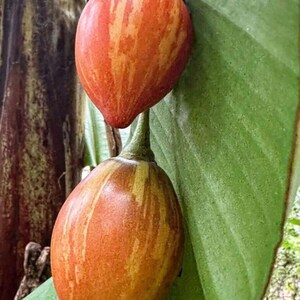 20 Seeds of the Rare Tamarillo Variety 'camo'. Tree Tomato. - Etsy