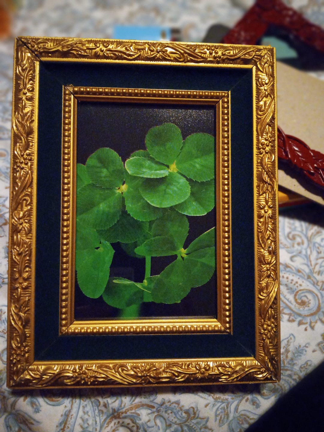 Photo of Bouquet of Real 5 Leaf Clovers - Etsy