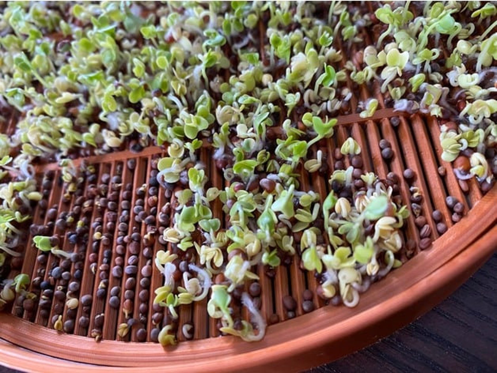 Circular Seed Growing Tray STL Files (multiple Grid Sizes Included!) - Etsy